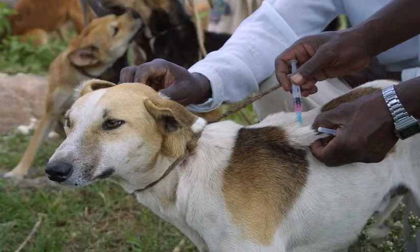 തെരുവുനായ് കുത്തിവെപ്പ്: രണ്ടാംഘട്ടവും മെല്ലെപ്പോക്കിൽ | Stray Dog ...