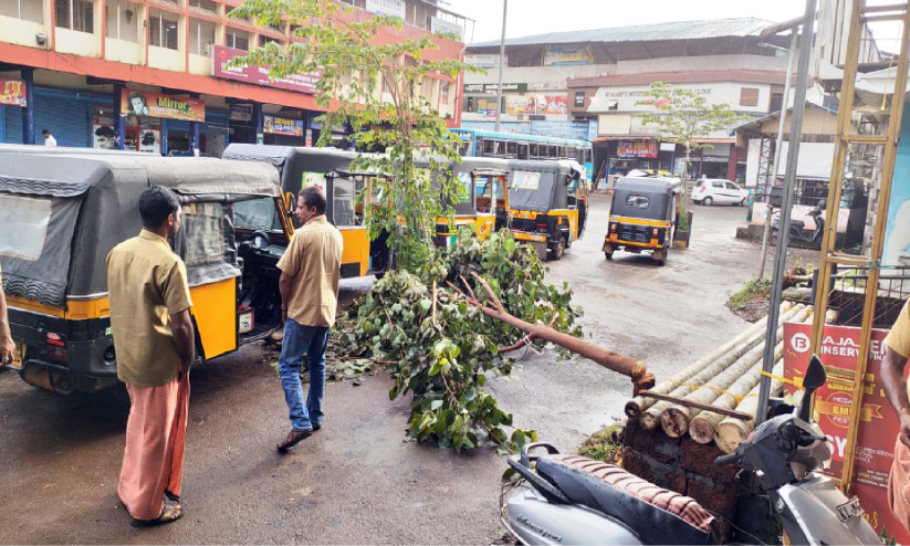 കേളകം ബസ് സ്റ്റാൻഡിലെ ആല്‍മരം സാമൂഹിക വിരുദ്ധര്‍ മുറിച്ചുമാറ്റി ...