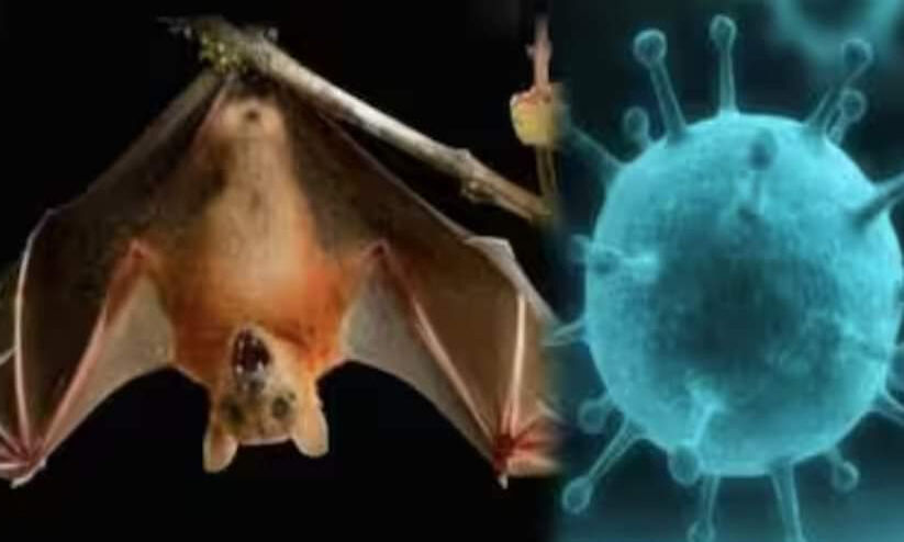 The Nipah Virus Understanding The Symptoms Transmission And Control Measures Archyde