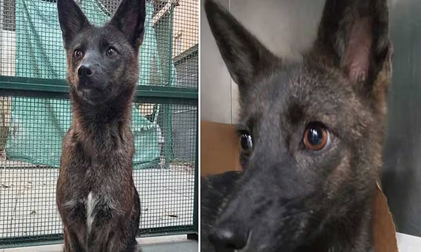 ലോകത്തെ ആദ്യ ‘ഡോക്സിമിനെ’ കണ്ടെത്തി | Brazil unveils world's first ...