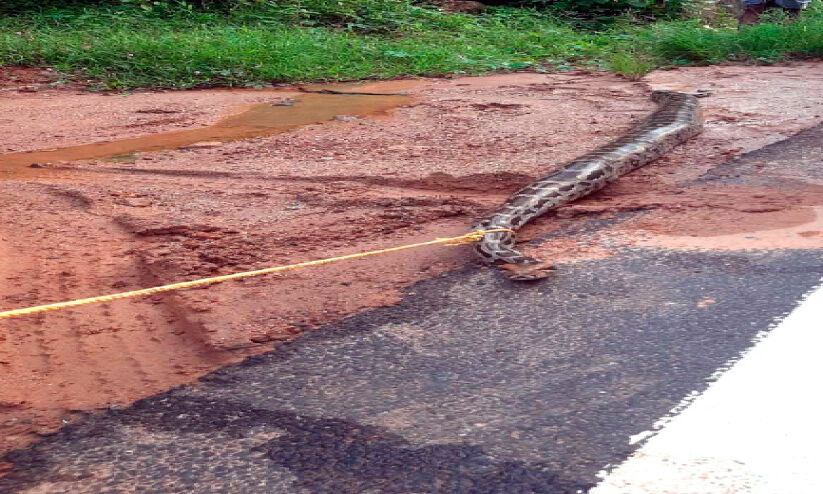 പെരുമ്പാമ്പ് ചത്തു; വനപാലകർ പോസ്റ്റ് മോർട്ടം നടത്താതെ ഉപേക്ഷിച്ചതായി ...