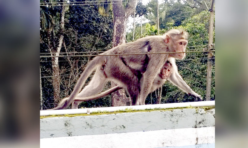 വയനാട്ടിൽ കു ര ങ്ങ് പ നി; പ്ര തി രോ ധം ഊ ര്‍ജി ത മാ ക്കും | Monkey ...