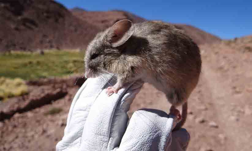 High Altitude Rats Found in the Andes Mountains: Surprising Discovery ...