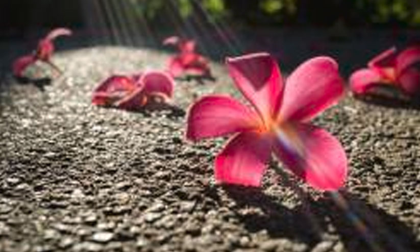 കഥ: ഇ ട വ ഴി യി ൽ വീ ണ പൂ വ്... | Story-idavazhiyil veena poovu | Madhyamam