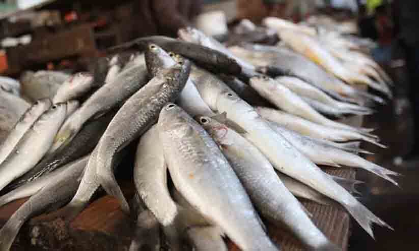 The Millionaire Fisherman: The Incredible Story of Haji Baloch and the ...