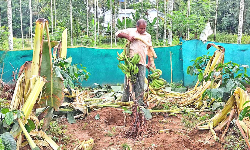 കൃഷിയിറക്കി കർഷകർ; വിളവെടുത്ത് വന്യമൃഗങ്ങൾ | wild animal menace in the ...