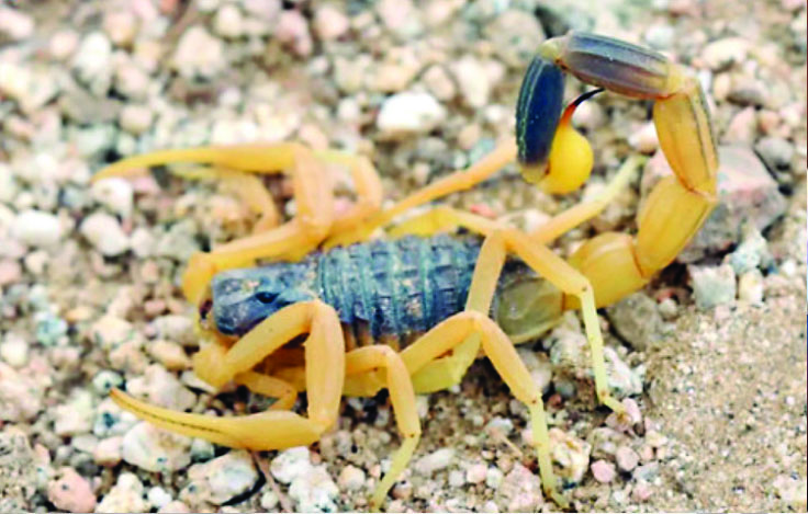 സൗ ദി യി ൽ പു തി യ ഇ നം തേ ളി നെ ക ണ്ടെ ത്തി | New species of scorpion ...