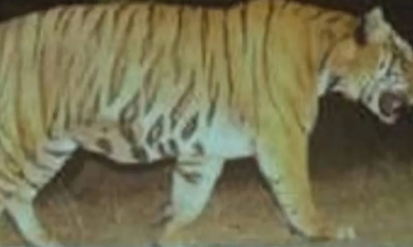 വാകേരിയിൽ വീണ്ടും കടുവ; ആടിനെ കൊന്നു | Tiger again in Wayanad Vakeri ...