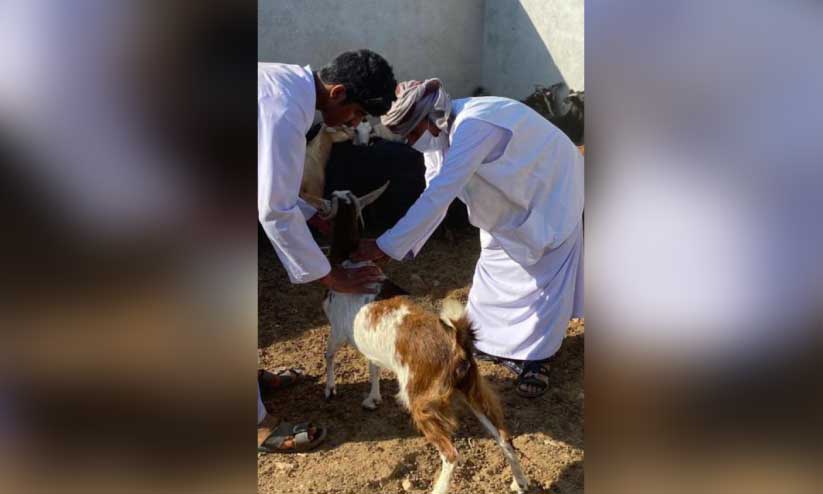 മൃ ഗ ങ്ങ ൾ ക്ക് വാ ക്സി നേ ഷ ൻ | Vaccination of animals | Madhyamam