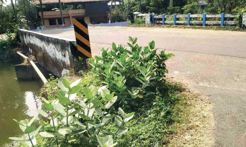 കൈ വ രി യി ല്ല; മ ല മ്പു ഴ ക നാ ൽ പാ ലം അ പ ക ട ക്കെ ണി | No fence ...