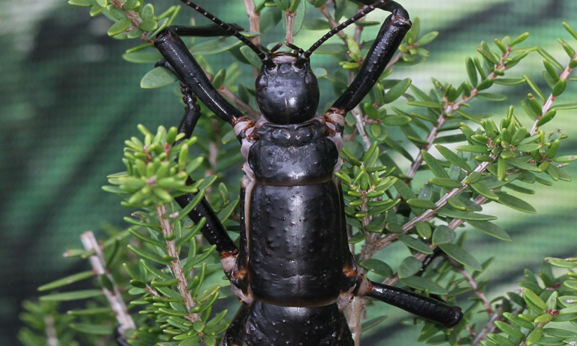 വംശ നാശത്തിന്‍റെ വക്കിൽ നിന്ന് തിരിച്ചെത്തിയ ട്രീ ലോബ്സ്റ്റര്‍ | The tree lobster has returned ...