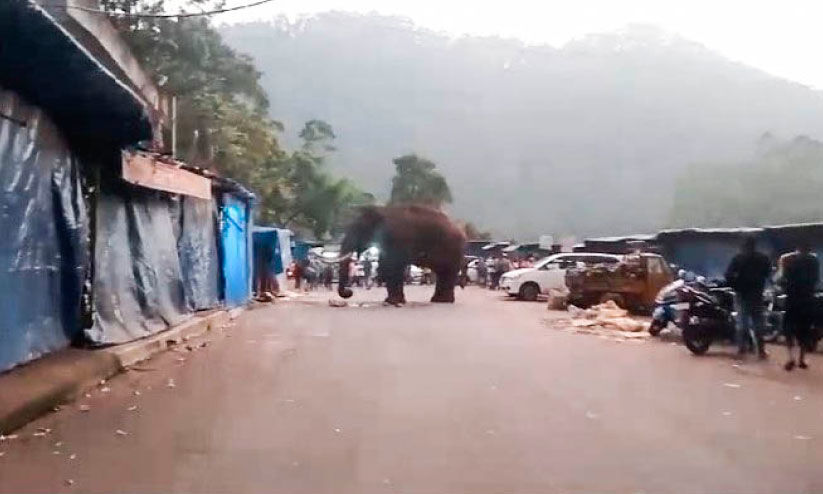 കാട്ടാന വിളയാട്ടം തുടരുന്നു... | In the last two decades, 46 people ...