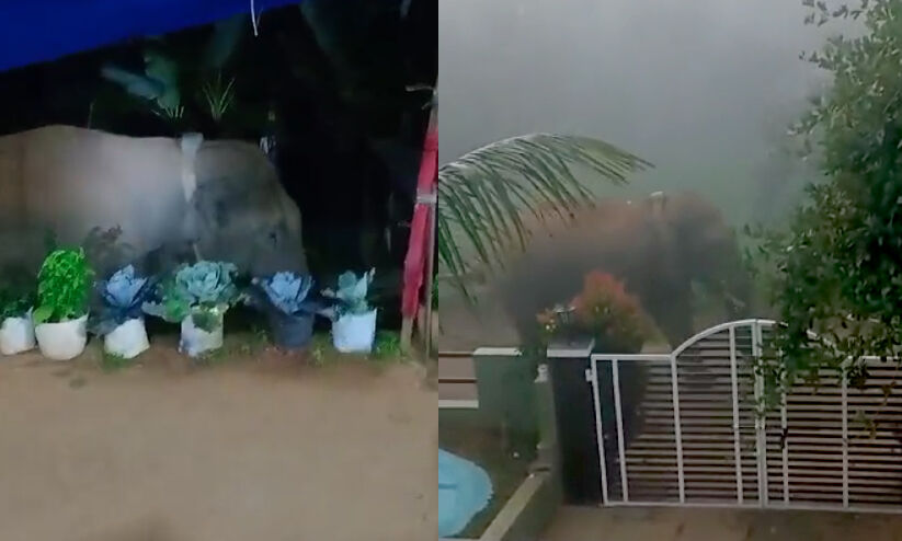 മാനന്തവാടി ടൗണിൽ കാട്ടാനയിറങ്ങി; നിരോധനാജ്ഞ പ്രഖ്യാപിച്ചു | payod ...