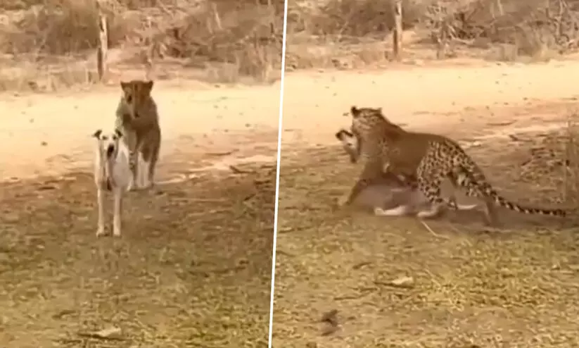 പതുങ്ങി വന്നു, ചാടി വീണു; കണ്ണടച്ചു തുറക്കുന്ന നേരത്തിനുള്ളിൽ പുലിക്ക് ...