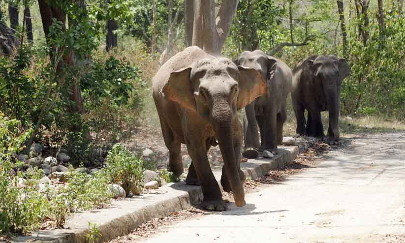 പശ്ചിമ ബംഗാളിൽ ആൾക്കൂട്ട ആക്രമണത്തിൽ ആന ചെരിഞ്ഞു | Elephant killed by ...