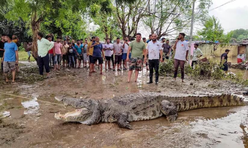 വെള്ളപ്പൊക്കത്തിൽ കരയിലെത്തിയ മുതല 30കാരനെ ആക്രമിച്ച് കൊന്നു | 30-Year ...
