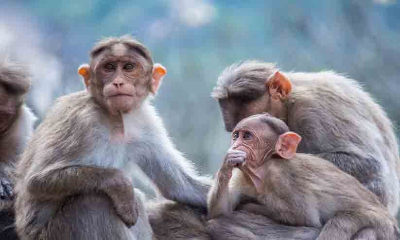 ഉത്തർപ്രദേശിൽ ബലാത്സംഗശ്രമത്തിൽ നിന്ന് ആറു വയസ്സുകാരിയെ രക്ഷിച്ച് ...