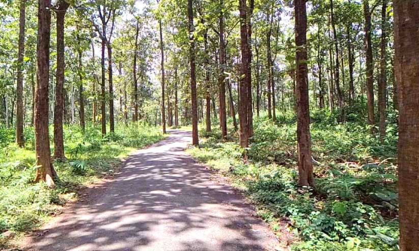 താളൂപ്പാടം-മുപ്ലി ഫോറസ്റ്റ് റോഡില്‍ വഴിവിളക്കുകള്‍ സ്ഥാപിക്കൽ ഇഴയുന്നു ...