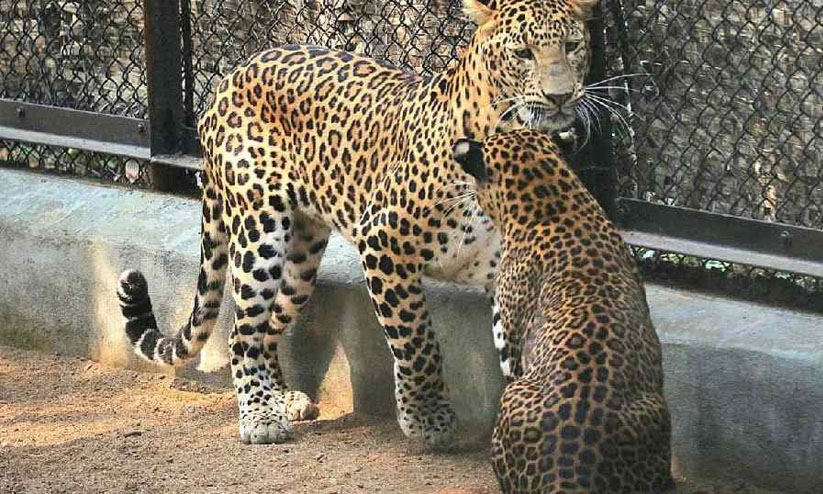 കാ മ്പസിൽ പു ലി; ഇ ന്‍ ഫോ സി സ് ജീ വ ന ക്കാ ര്‍ ക്ക് വ ര്‍ ക്ക് ഫ്രം ...