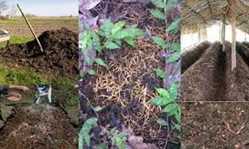 ജൈവ വളം വാങ്ങൽ: ഇടുക്കിയിലെ കൃഷി ഭവനുകൾ മാർഗ നിർദേശം ലംഘിച്ചുവെന്ന് ...