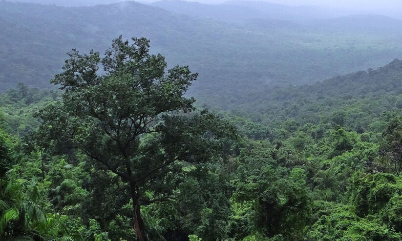 സമ്മർദം ശക്തം; വനനിയമ ഭേദഗതിയിൽ തിരുത്തിനൊരുങ്ങി വനം വകുപ്പ് | Forest ...