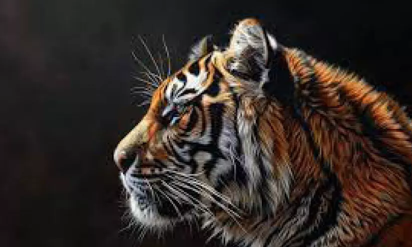 പുൽപ്പള്ളിയിൽ ക ടു വ ഭീ തി | Tiger spotted at pulpalli | Madhyamam