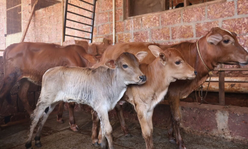 കാ സ ർ കോ ടി ന്റെ കു ള്ള ൻ പൈ പ്പെ രു മ | The Kasaragod dwarf cow ...