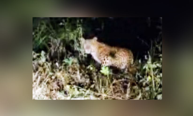 ചീരാലിൽ പുലി; ജനം ഭീതിയിൽ | Leopard presence in Wayanad Cheeral | Madhyamam