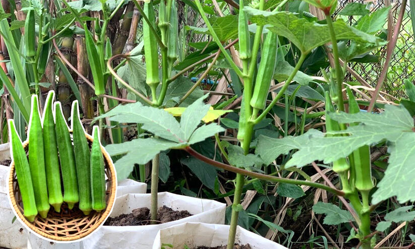 സ്ഥലമില്ലായ്മയാണോ പ്രശ്നം? ഗ്രോബാഗിൽ വെണ്ട കൃഷി ചെയ്തുനോക്കൂ | lady ...