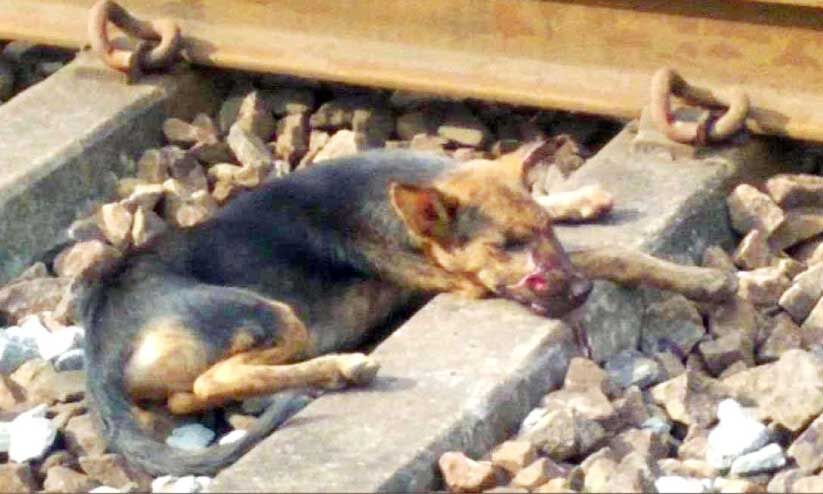 ചിറങ്ങരയിൽ കണ്ടത് പുലി തന്നെ; കെണിവെക്കാൻ തീരുമാനം | Chirangara to trap ...
