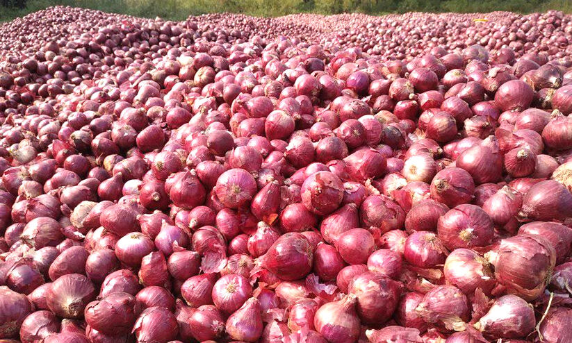 ഉള്ളി കയറ്റുമതിക്ക് ഇനി ചെലവ് കുറയും; നിയന്ത്രണം പിൻവലിക്കുന്നു, അധിക നികുതി ഒഴിവാക്കാ ...