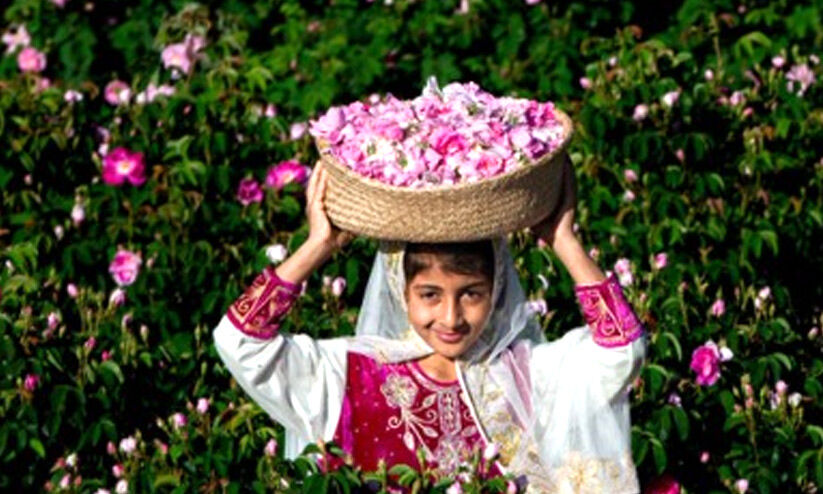 ജബൽ അഖ് ദറിൽ ഇനി റോസാപ്പൂക്കാലം... | rose season in Jebel Akhdar ...