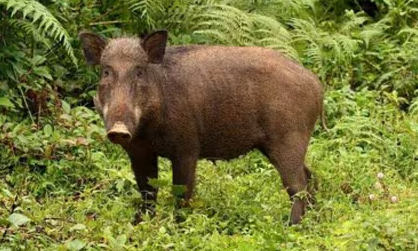 കാട്ടുപന്നി ആക്രമണം; മൂന്നുപേർക്ക് പരിക്ക് | wild pig attack | Madhyamam