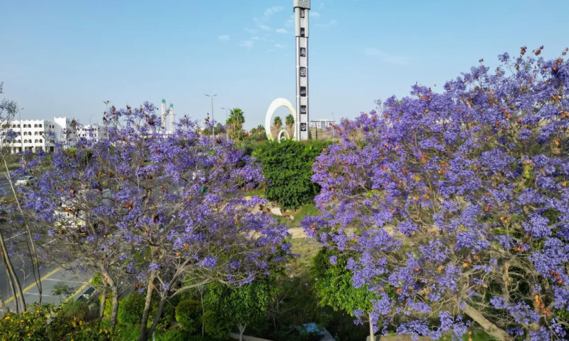 ജ ക ര ണ്ട പൂ ത്തു മ ല ർ ന്നു, പ ർ പ്പി ൾ മ ഴ യി ൽ കു ളി ച്ച് അ ബ ഹ ...