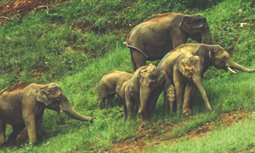 മ രു തം കാ ട്ടി ൽ കാ ട്ടാ ന ക്കൂ ട്ടം ജ നം ഭീ തി യി ൽ | A group of wild ...