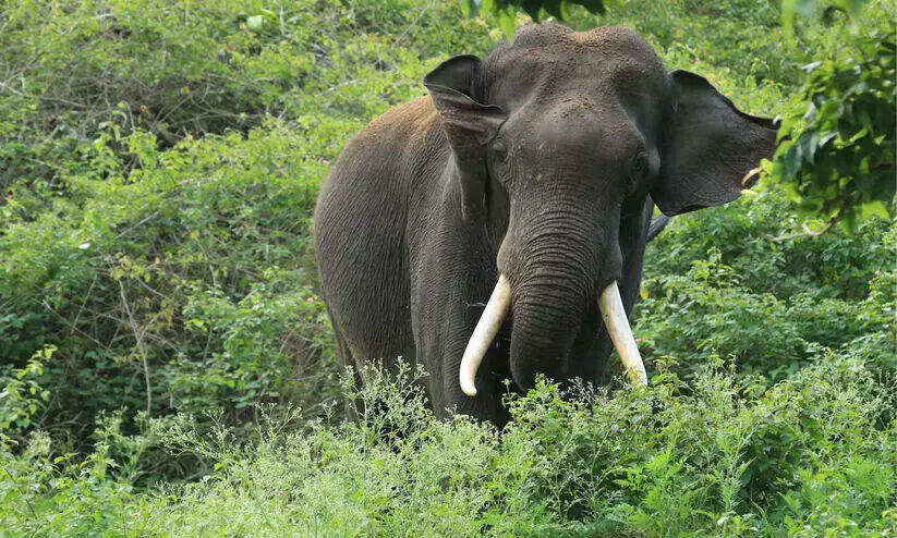 കാ ട്ടാ ന യു ടെ ആ ക്ര മ ണ ത്തി ൽ ക ർ ഷ ക ൻ കൊ ല്ല പ്പെ ട്ടു | Farmer ...