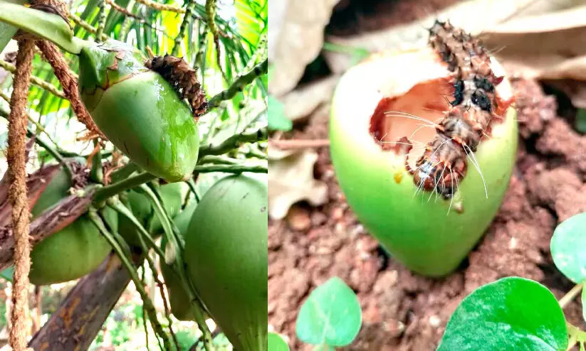 'അങ്ങനെ അവർ ഇവിടെയുമെത്തി'; തേങ്ങക്ക് വില ഉയരുന്നതിനിടെ കേരകർഷകർക്ക് ...