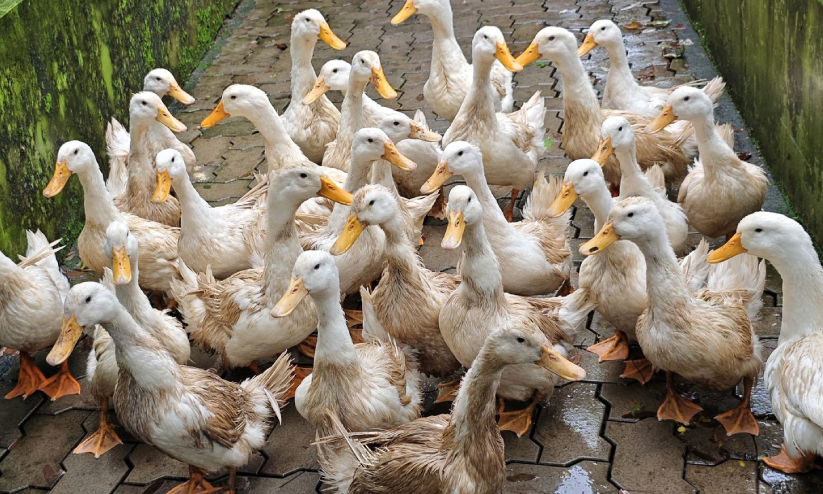 വീട്ടു മുറ്റത്ത് വളർത്താം മികച്ച ഇറച്ചി താറാവ് വിഗോവയെ | Vigova, the ...