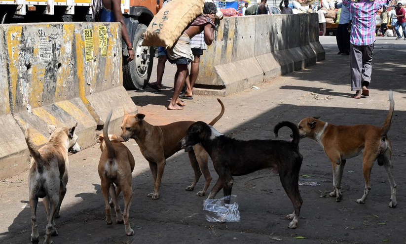 സംസ്ഥാനത്ത് പേ വി ഷ ബാ ധ യേ റ്റ് മ രി ക്കു ന്ന വ രു ടെ എ ണ്ണ ത്തി ൽ വ ...