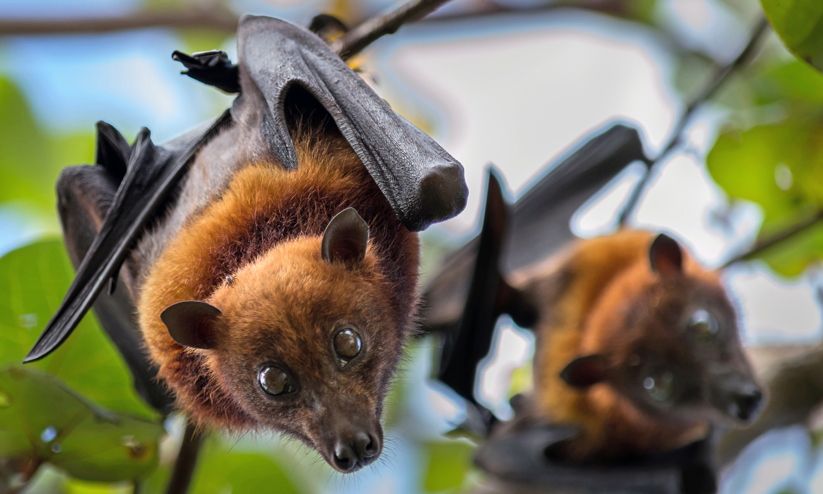 വവ്വാലുകളെ കൊന്ന് കോഴിയിറച്ചിയാണെന്ന് പറഞ്ഞ് വിറ്റു; രണ്ടുപേർ അറസ്റ്റി ...