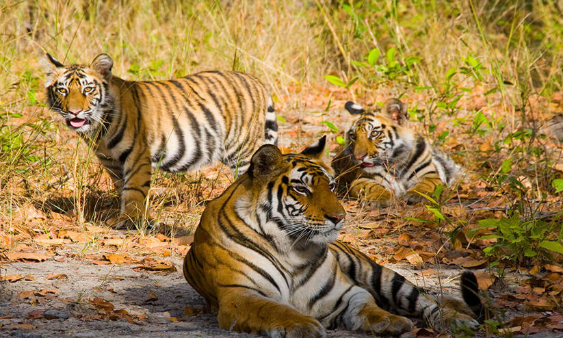 43 മാസത്തിനിടെ മധ്യപ്രദേശിലെ യുനെസ്കോ അംഗീകൃത കടുവാ സ ങ്കേതത്തിൽ ചത്തത് 40 കടുവകൾ; ഒപ്പം 14 ...