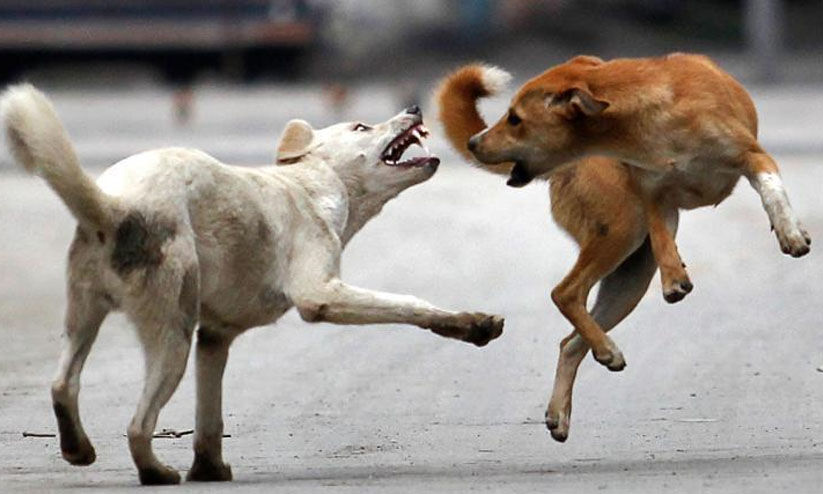 രണ്ടുവയസുകാരന്‍റെ മുഖത്ത് കടിച്ച് തെരുവുനായ് | Stray dog bites two-year ...