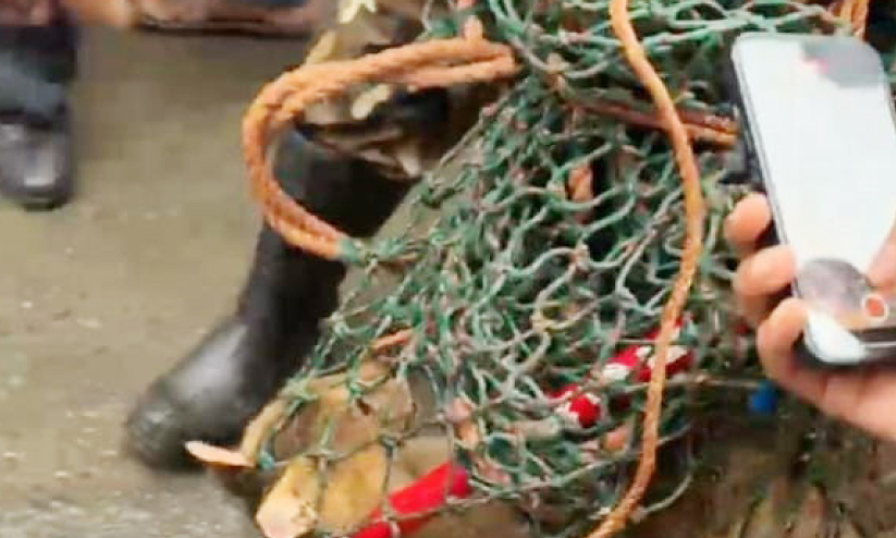 കാ ട്ടു പൂ ച്ച യു ടെ ആ ക്ര മ ണ ത്തി ൽ നാ ലു പേ ർ ക്ക് പ രി ക്ക് | 4 ...