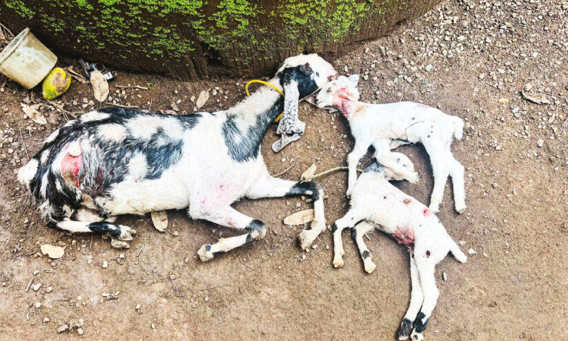 അജ്ഞാത ജീവിയുടെ ആക്രമണം; മൂ ന്ന് ആ ടു ക ൾ ക്ക് ജീ വ ൻ ന ഷ്ട മാ യി ...