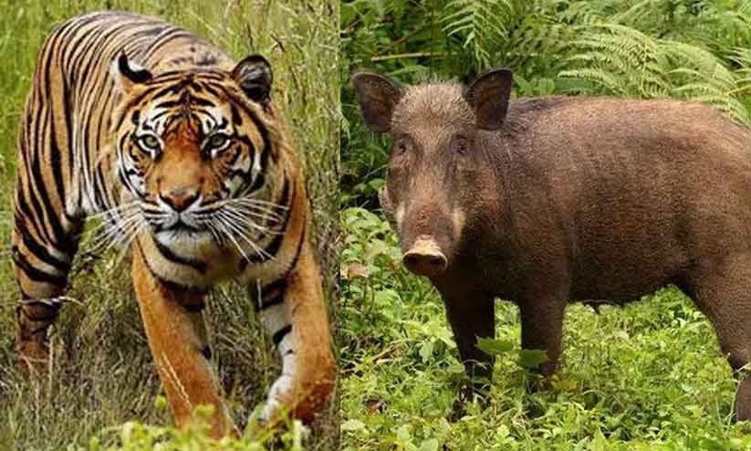 ആക്രമണകാരികളായ മൃഗങ്ങളെ കൊല്ലാം; വന്യജീവി സംരക്ഷണ ഭേദഗതി ബില്ലിന് ...