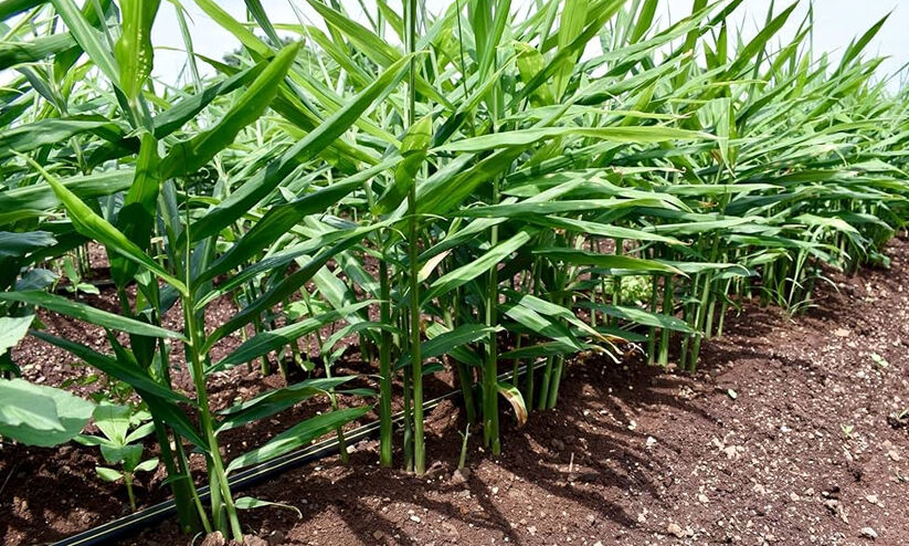 ഈ ട്രിക്കുകൾ പ്രയോഗിച്ചാൽ ഇഞ്ചി ഗംഭീരമായി വിളവെടുക്കാം... | Tips for ...