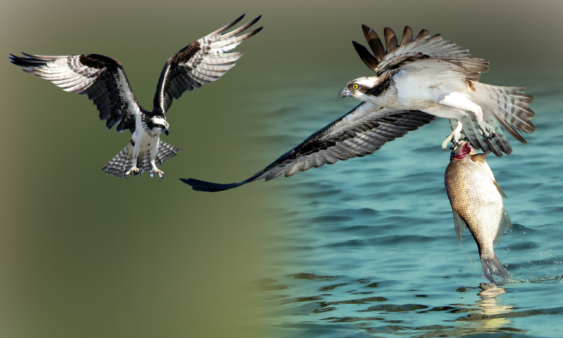 ദാമി പക്ഷികളുടെ ചിറകടി മേളങ്ങൾ | The wing flapping of the Dami birds ...