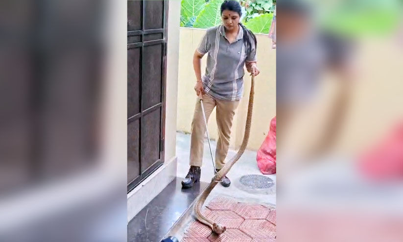 വീട്ടിൽ മൂർഖൻ; വനംവകുപ്പ് അധികൃതർ പിടികൂടി | Cobra in the house; Forest ...