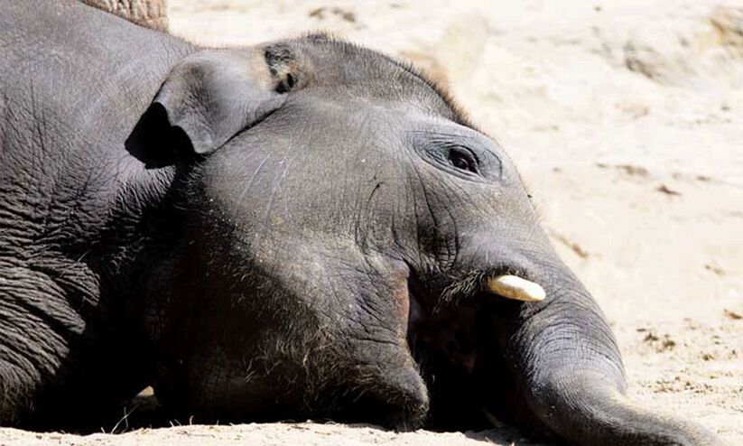 തമിഴ്‌നാട് സത്യമംഗലം റിസർവിൽ നാടൻ ബോംബ് വിഴുങ്ങിയ ആനക്കുട്ടിക്ക് ...