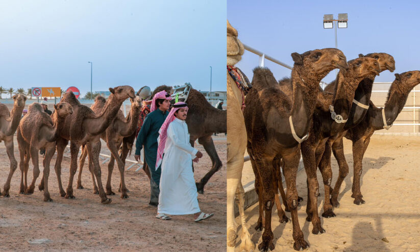 ഖ ത്ത ർ ഒ ട്ട ക മേ ള ക്ക് ആ വേ ശ ത്തു ട ക്കം | Qatar Camel Fair in full ...